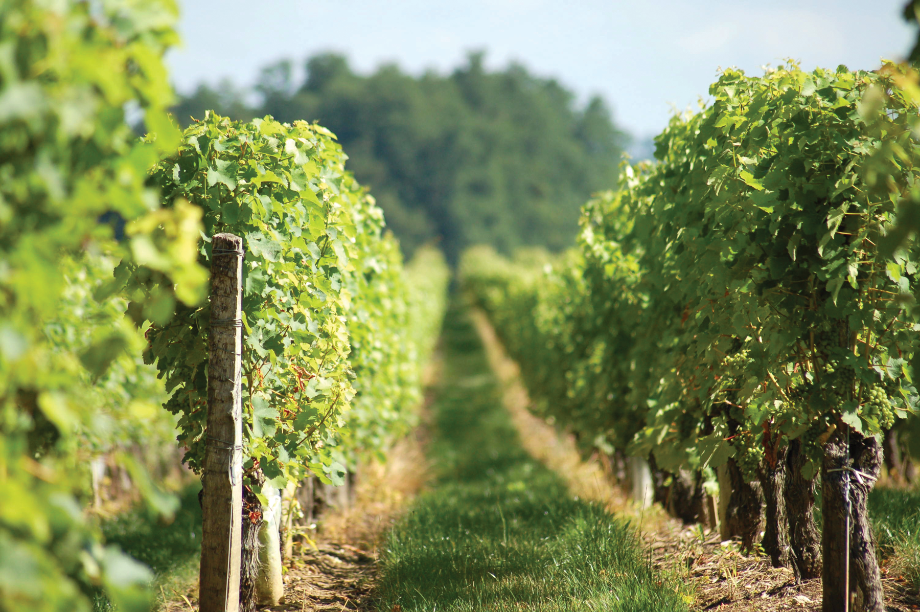 Belchim Crop Protection – Our Development. Your Growth